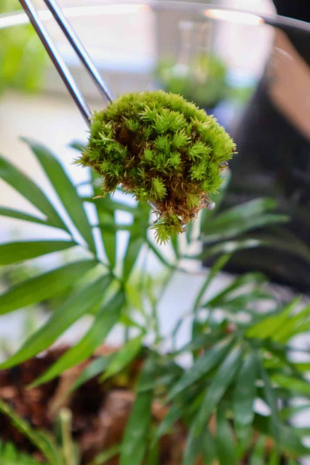 Terrarium Moss: The Secret to a Vibrant Terrarium
