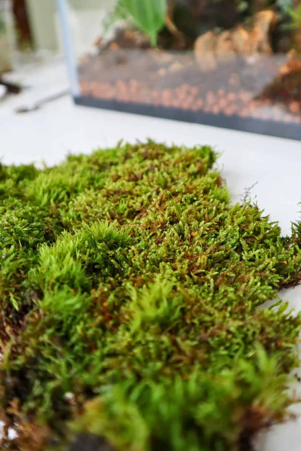 How to Make a Moss Terrarium (Mossarium): Step-by-Step