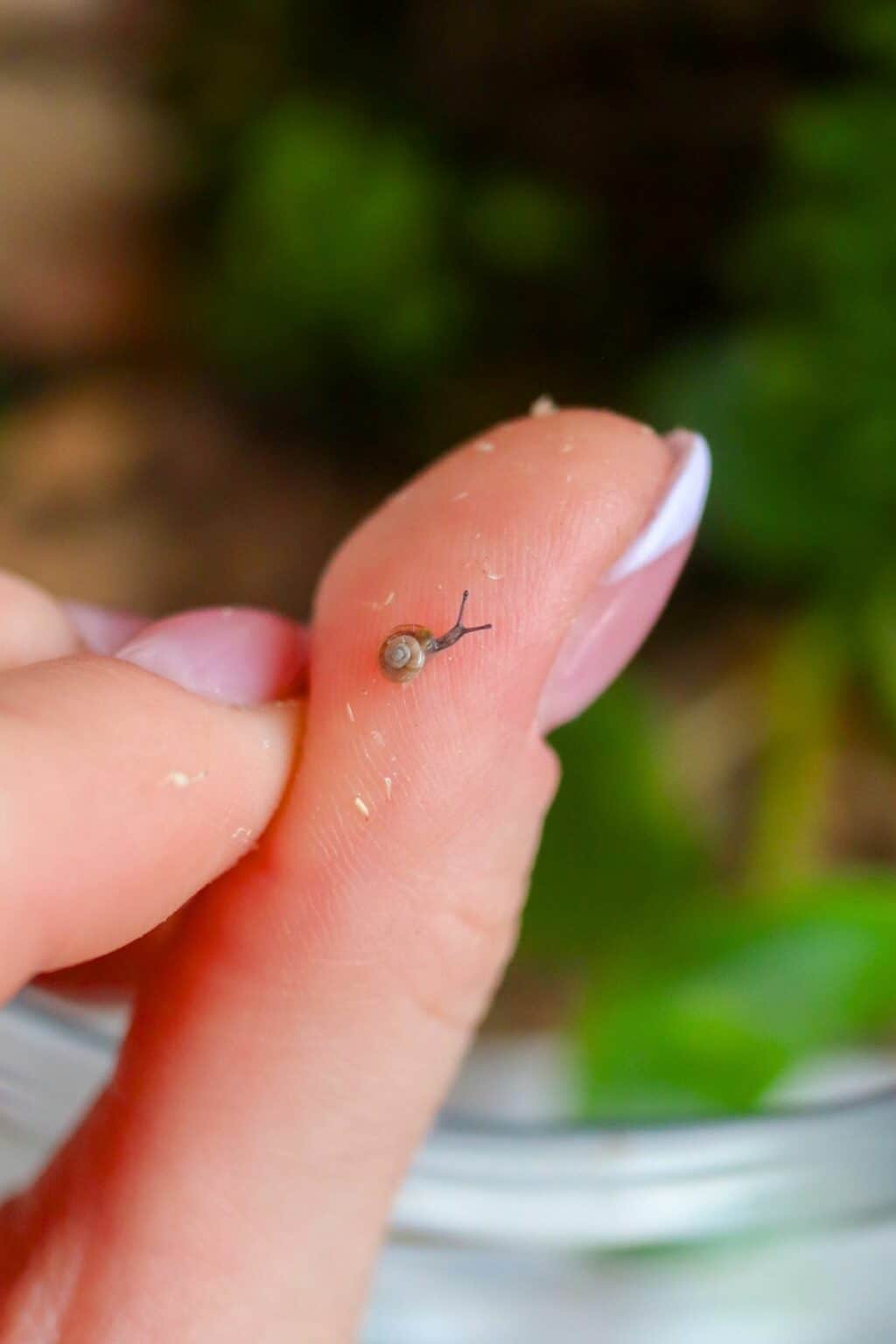 How to Make a Cute Pet Snail Terrarium (Easy Guide)