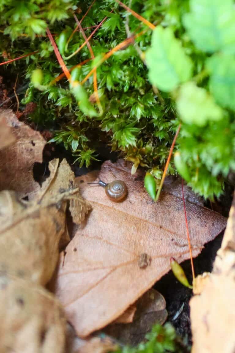 How to Make a Cute Pet Snail Terrarium (Easy Guide)