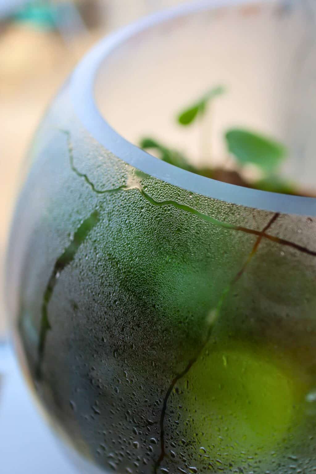 How to Make a Cute Pet Snail Terrarium (Easy Guide)