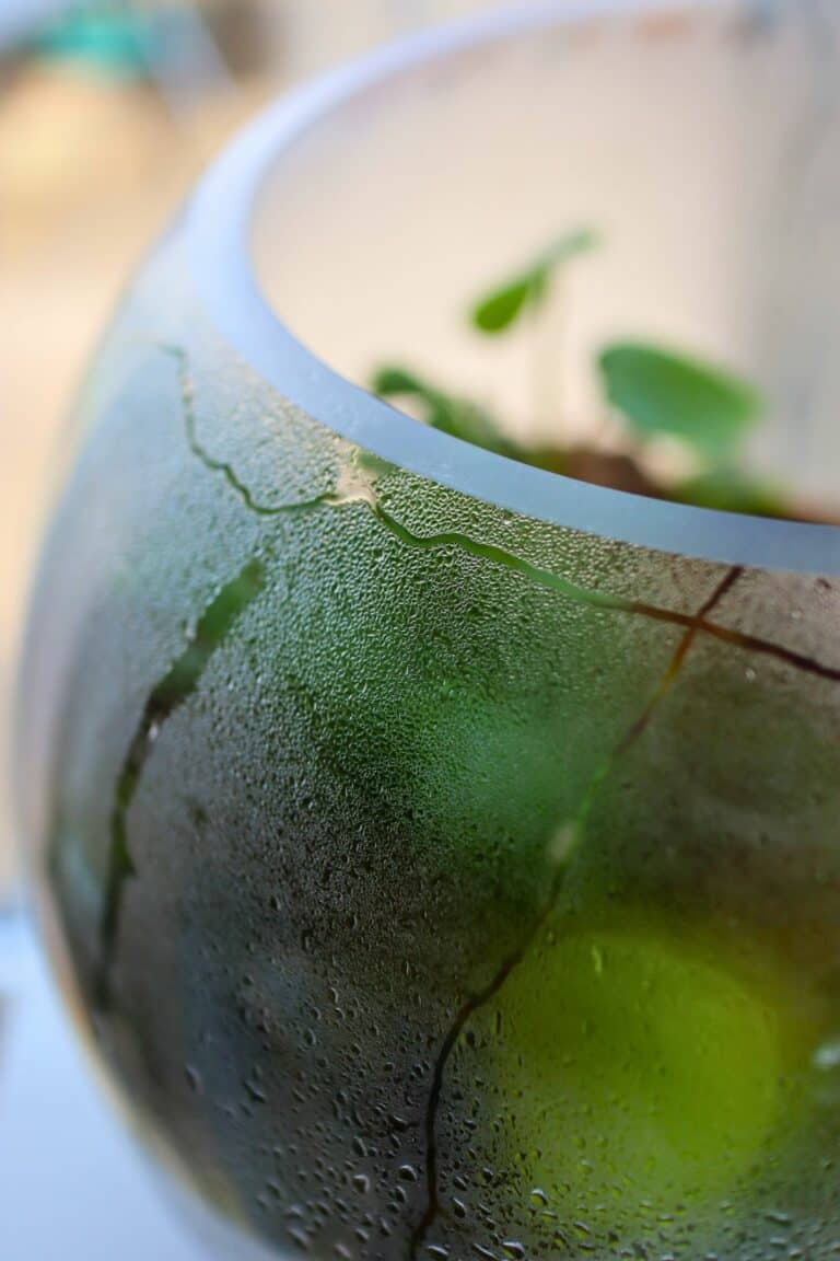 How to Make a Cute Pet Snail Terrarium (Easy Guide)