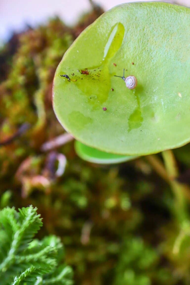 How to Make a Cute Pet Snail Terrarium (Easy Guide)