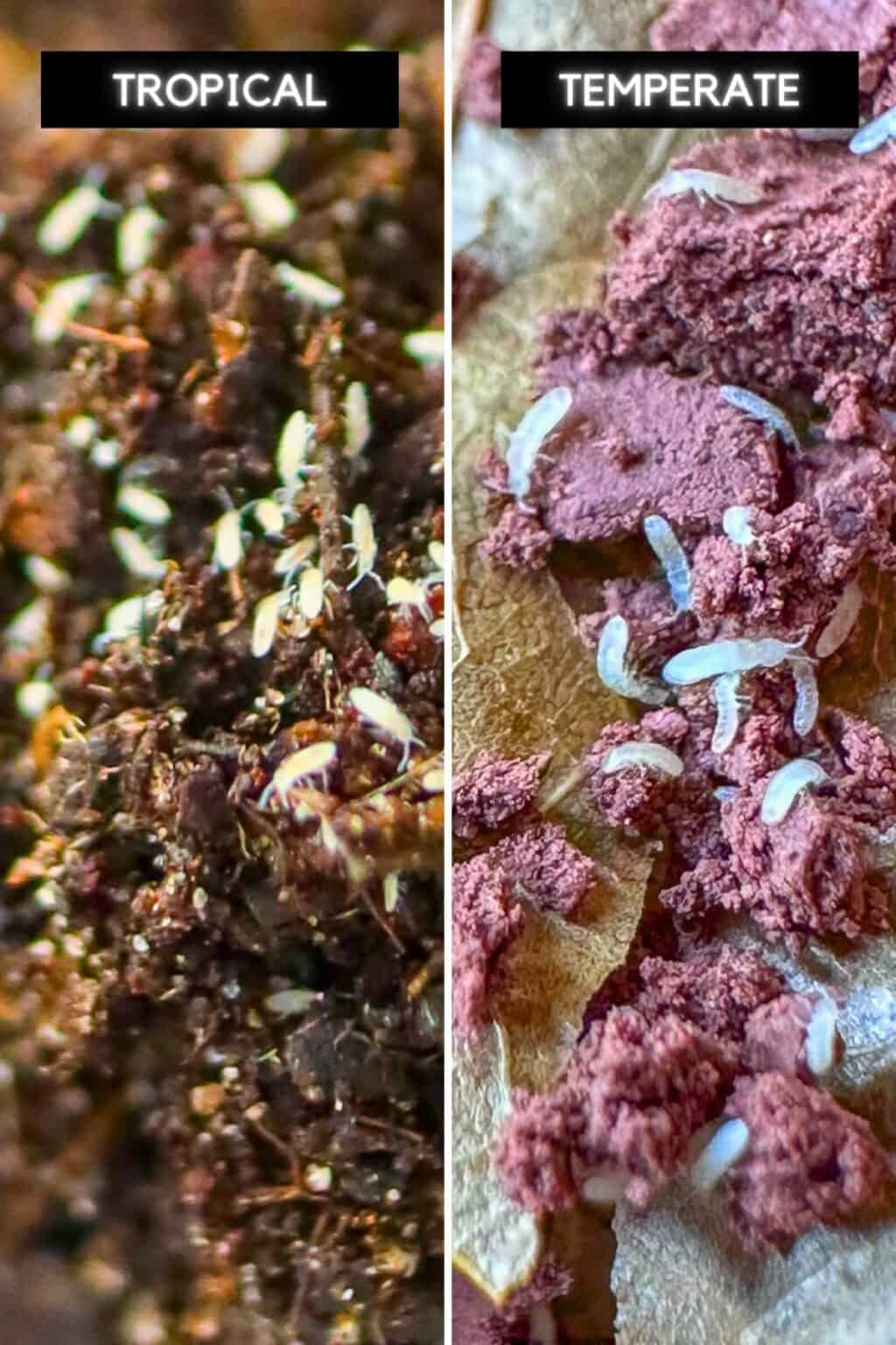 Temperate vs Tropical Springtails - What’s the Difference? - Terrarium ...