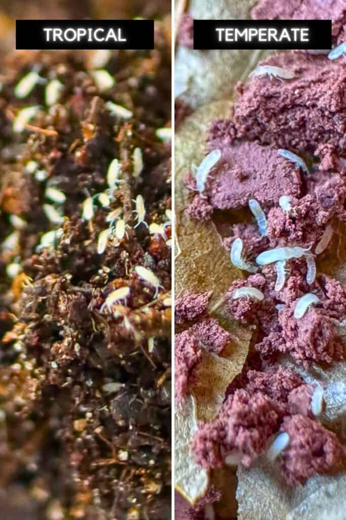 Temperate vs Tropical Springtails - What’s the Difference? - Terrarium ...