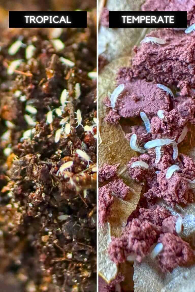 Temperate vs Tropical Springtails - What’s the Difference? - Terrarium ...