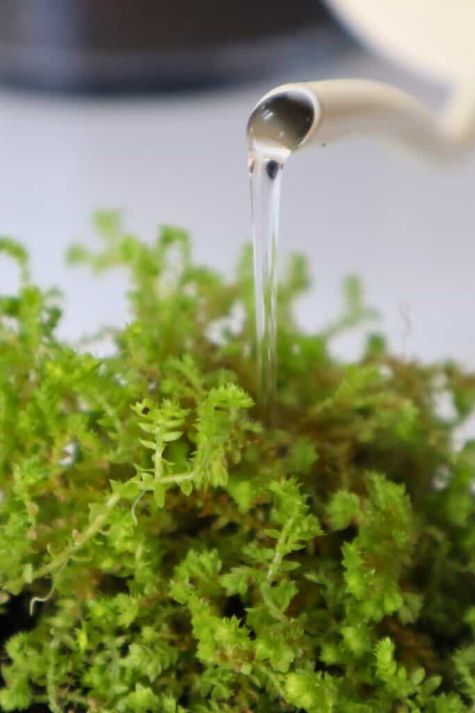 Selaginella kraussiana - Secrets of the Golden Clubmoss - Terrarium Tribe