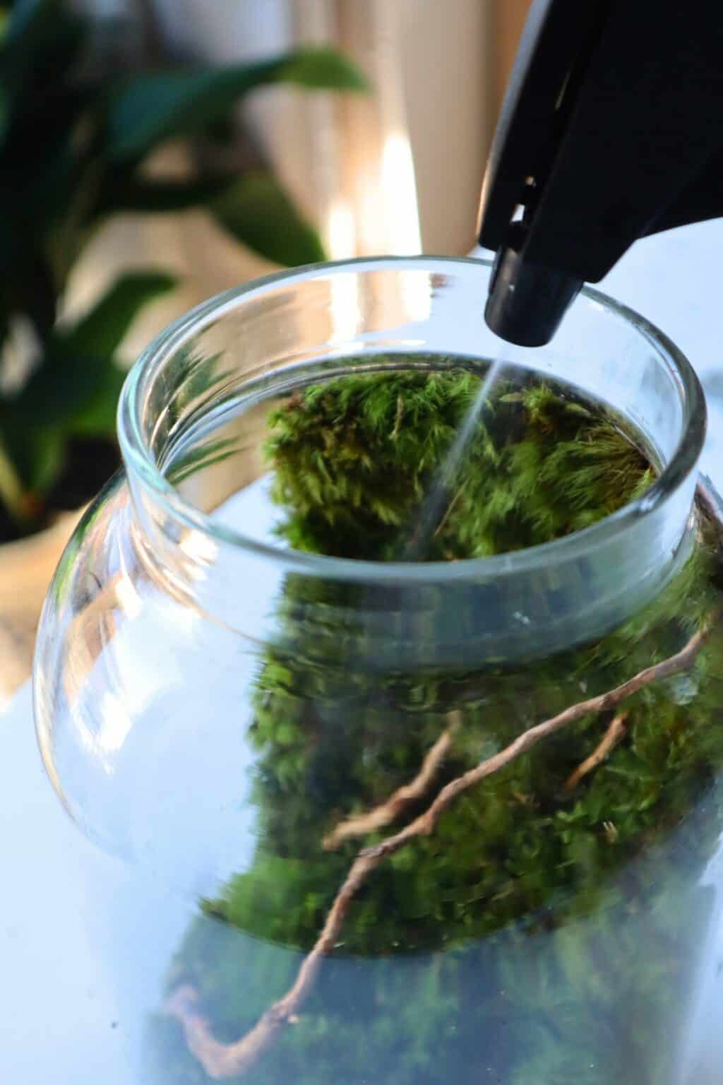How to Make a Moss Terrarium (DIY Mossarium): Step-by-Step
