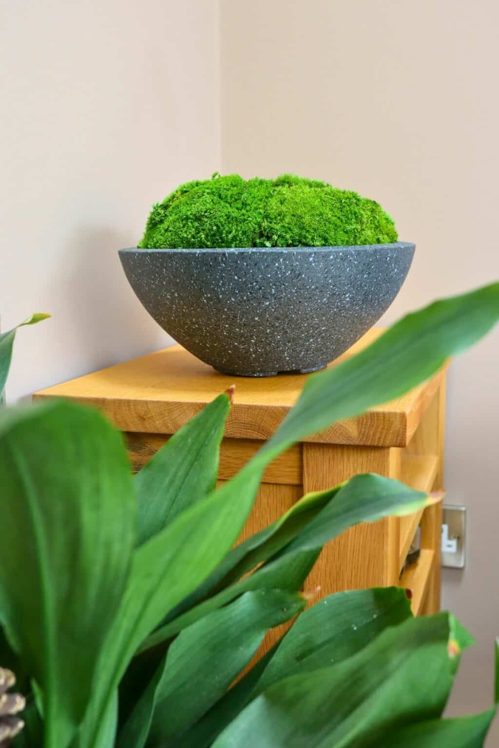 How to Make a Moss Bowl (Preserved) DIY Guide