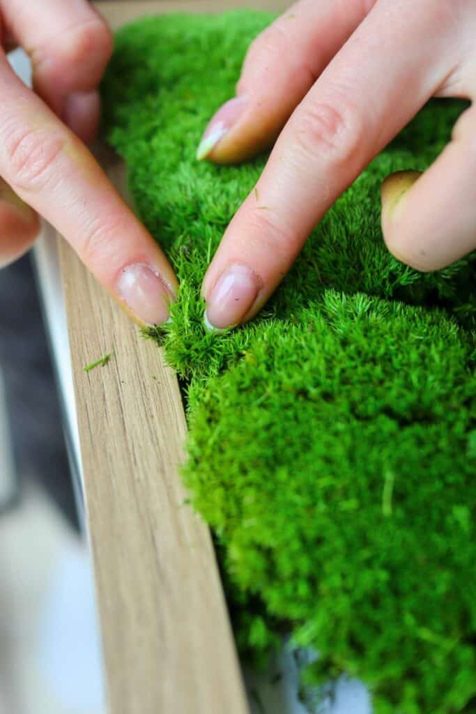 How to Make a Vibrant Preserved Moss Wall (8 Simple Steps)