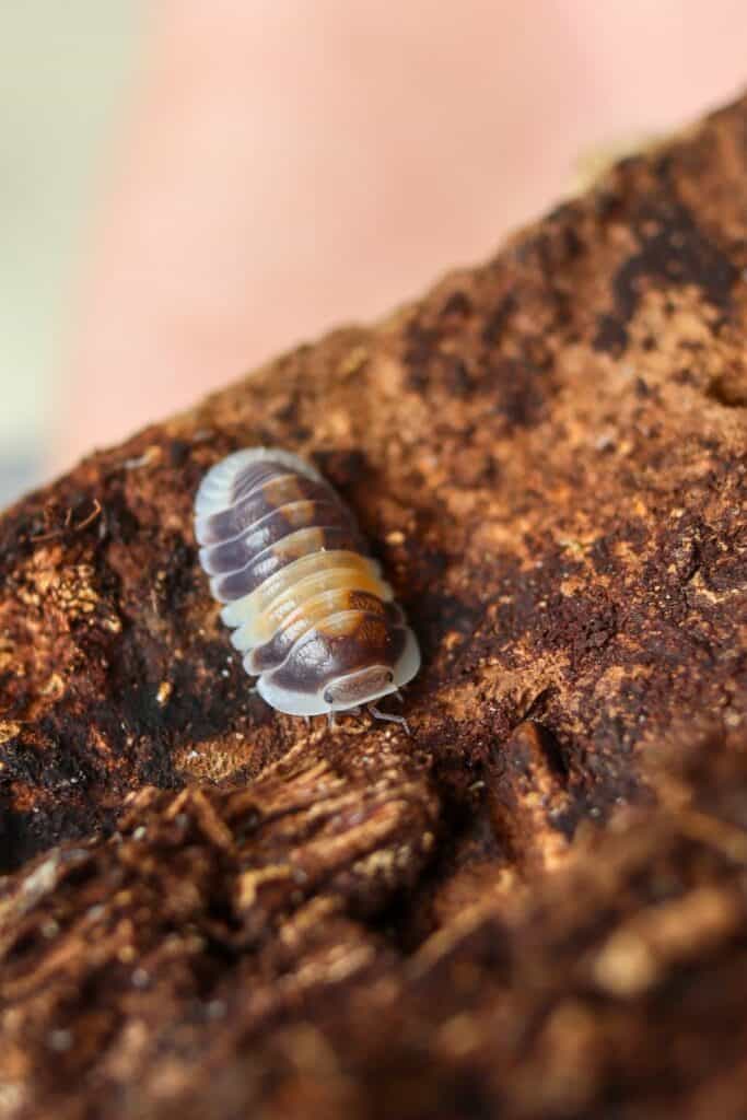 Cappuccino Isopods: Foamy, Milk-Marbled Friends [Care Guide ...
