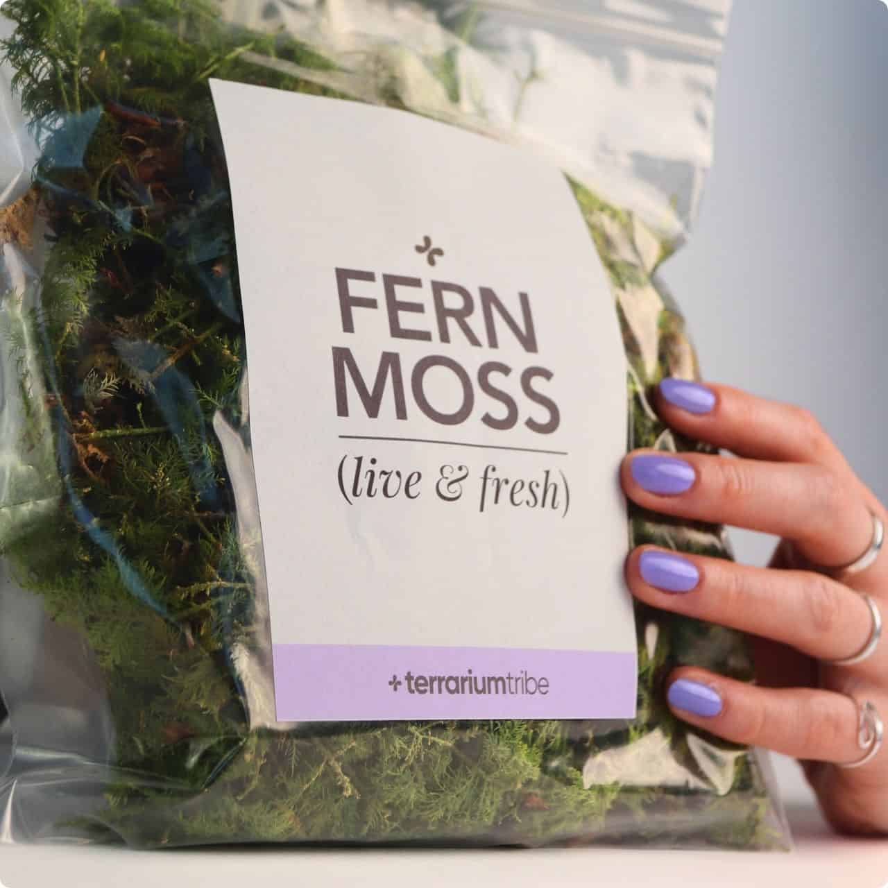 The Complete Guide to Fern Moss (Thuidium delicatulum)