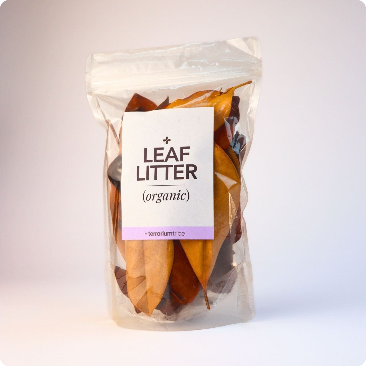 Leaf Litter 101: The Complete Bioactive Guide for Terrariums